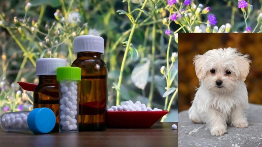 Homeopathic Medicines for Dogs - Homeo Remedies