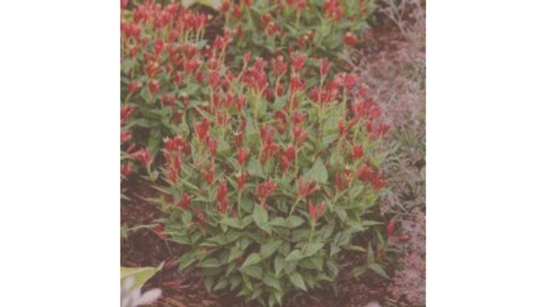 Homeopathic Medicine Spigelia - Homeo Remedies