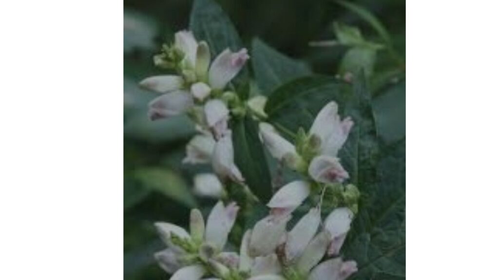 Homeopathic Medicine Chelone Glabra - Homeo Remedies