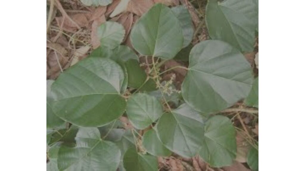 Homeopathic Medicine Curare - Homeo Remedies
