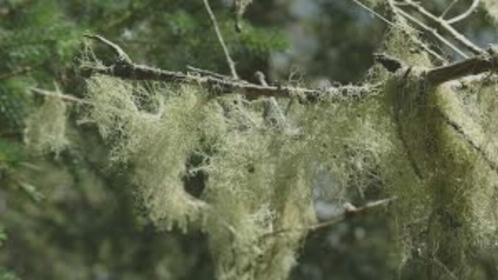 Homeopathic Medicine Usnea Barbata - Homeo Remedies